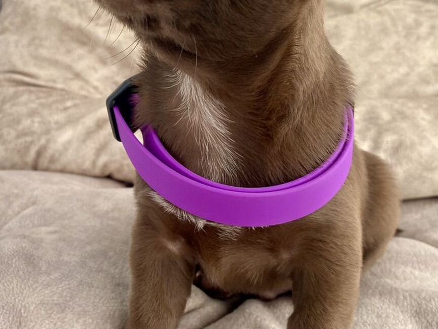 Щенки чихуахуа