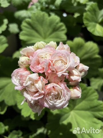 Пеларгония Anita, April snow, Saga, ю-джига купить в Москве | Товары ...