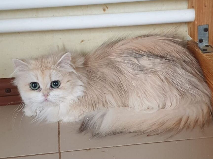 Британская длинношерстная