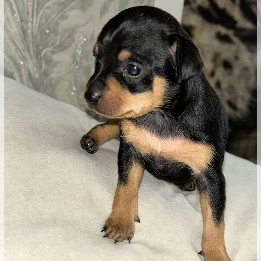 Русский той-терьер, щенок