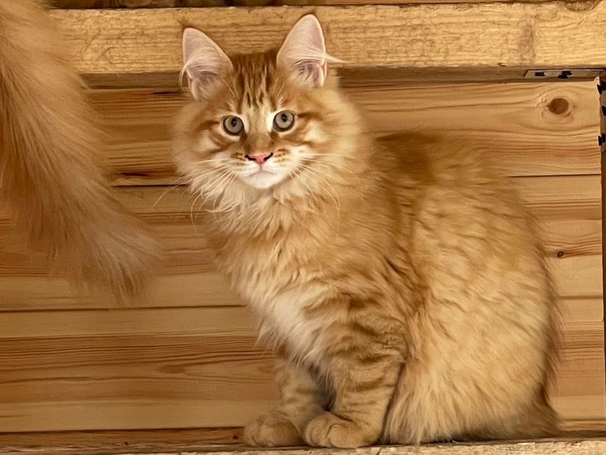 Рыжий енот - котик мейн-кун
