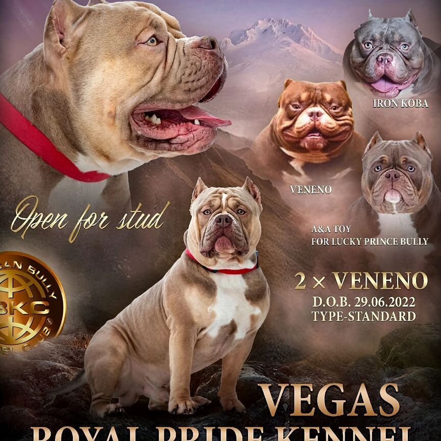 Американский булли вязка