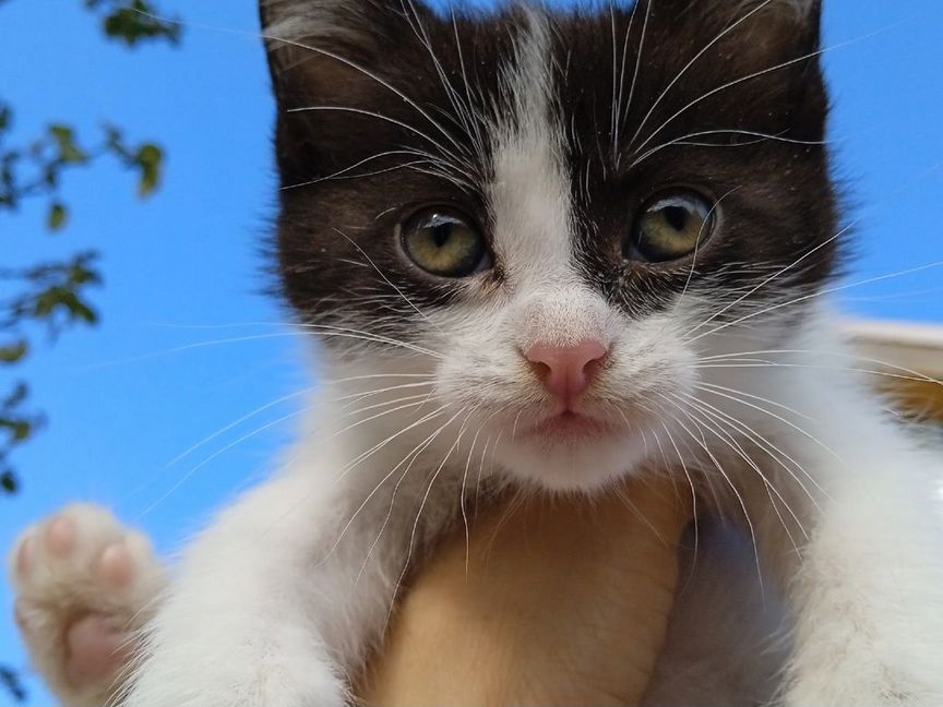 Котята черно-белые девчата ищут дом