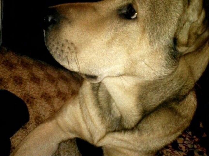 Молодому Арчи нужен дом