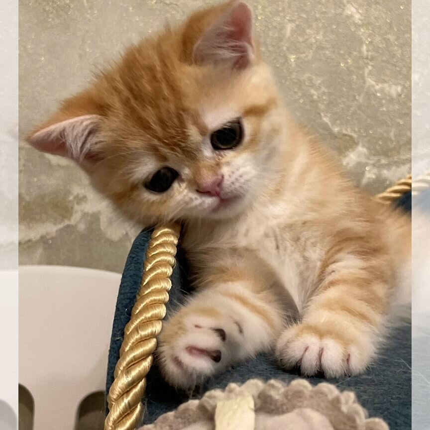 Шотландский прямоухий короткошёрстный котёнок