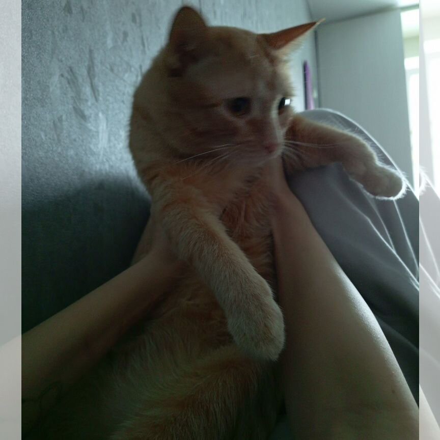 Европейский короткошёрстный, взрослый кот