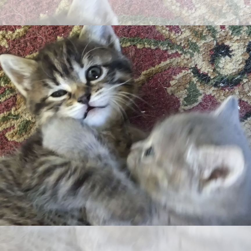 Котёнок в добрые руки