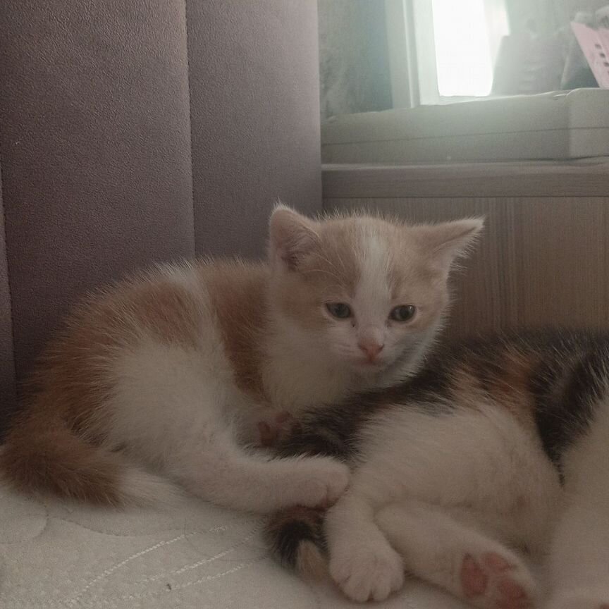 Шотландский прямоухий длинношёрстный котёнок