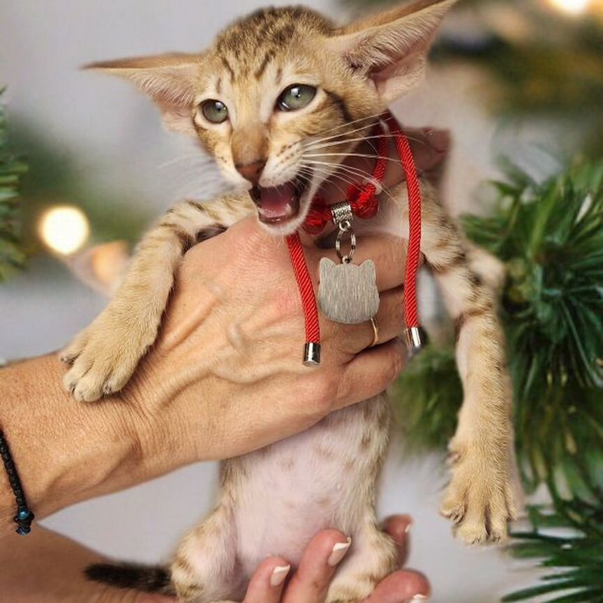 Ориентальная девочка