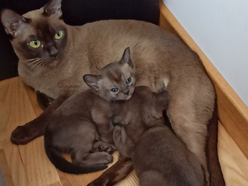 Бурманские котята
