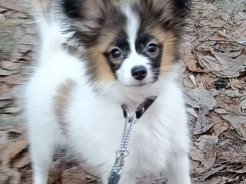 Две солнечные малышки