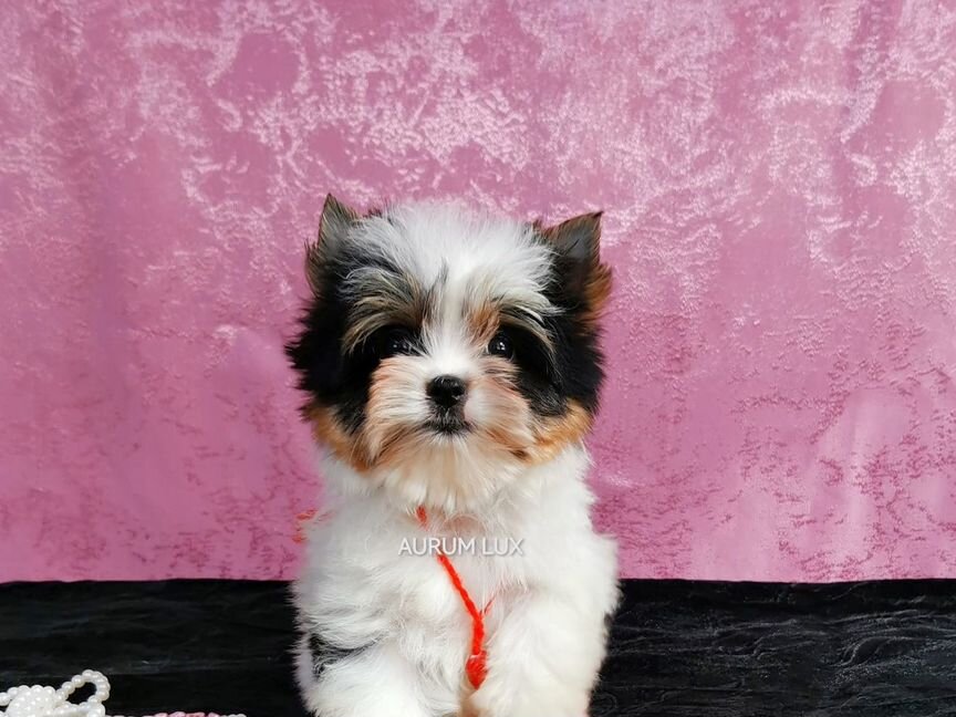 Девочка мини Бивер