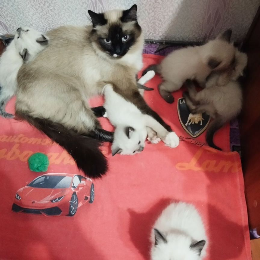 Тайский котёнок