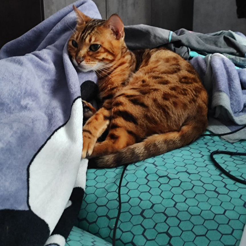 Бенгальская, взрослая кошка