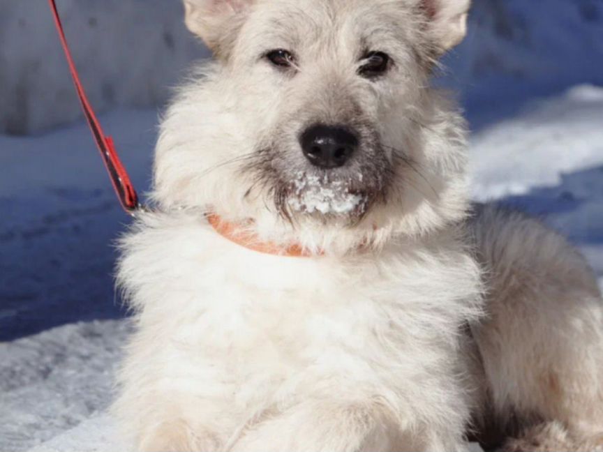 Собака Фифи в поисках лучшей семьи