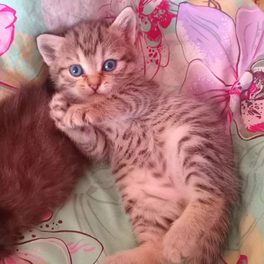 Шотландские котята