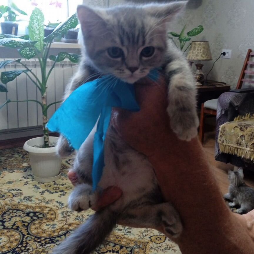 Шотландские прямоухие котята