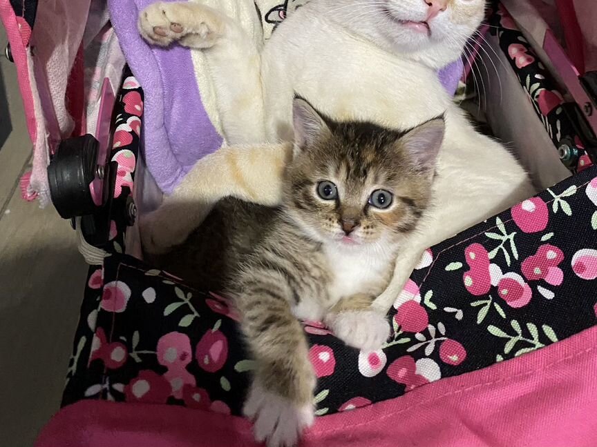 Кошка