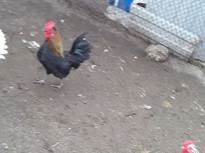 Карликовые петухи