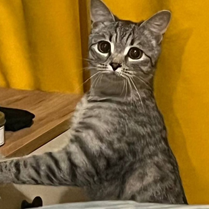 Котенок найден на дороге