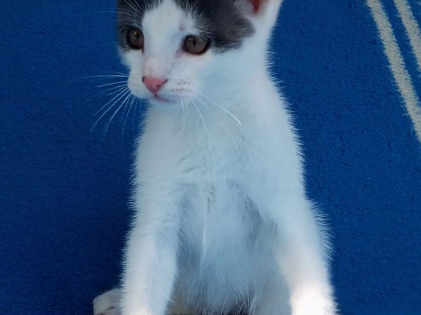 Котёнок мальчик