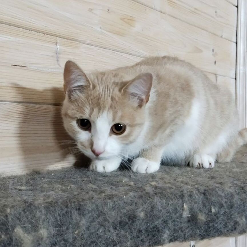 Кошечка Персея