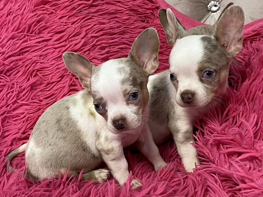 Необыкновенно красивые мальчики чихуахуа