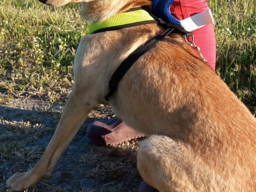 Собачка на трёх лапах