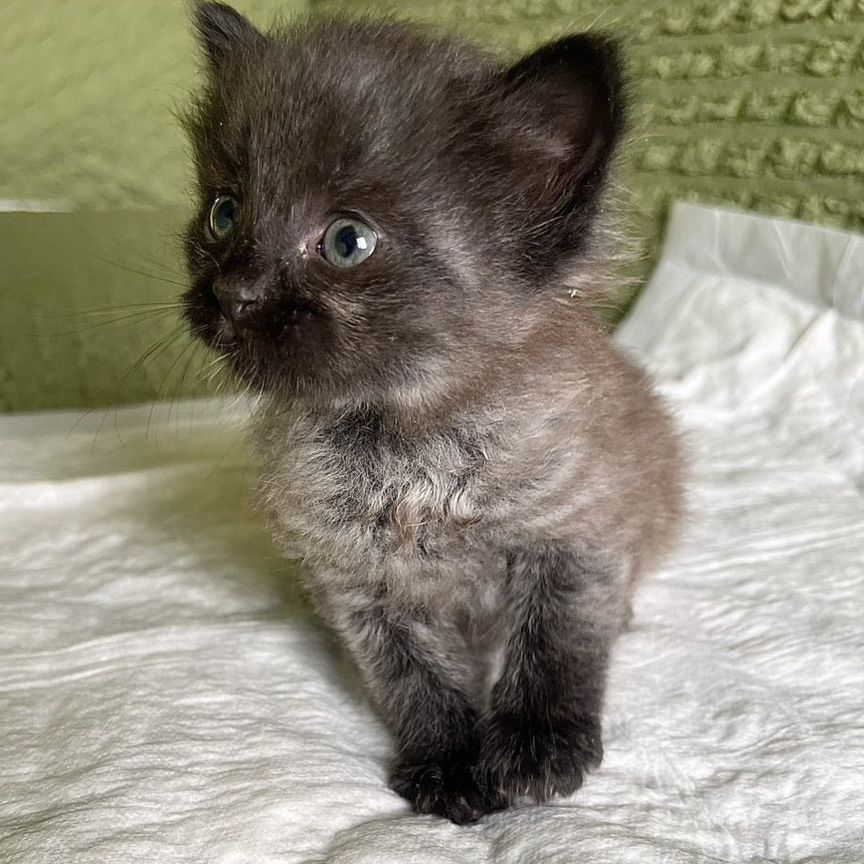 Котик бесплатно