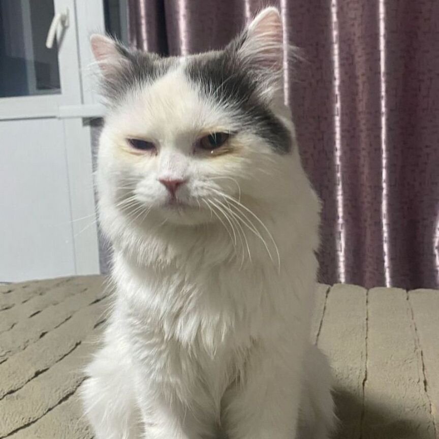 Персидский кот