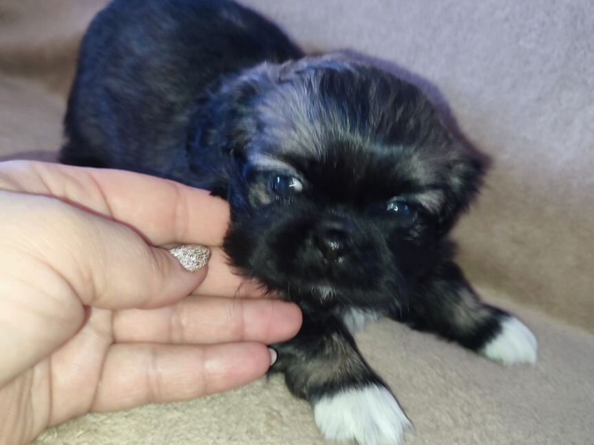 Щенки пекинеса