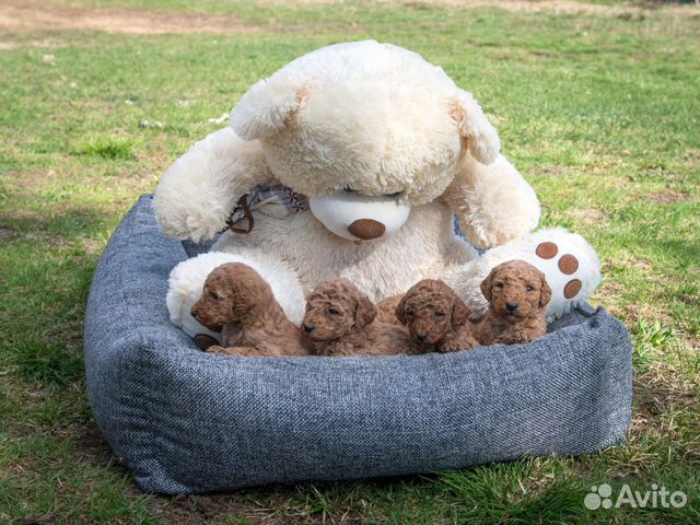 Щенки королевского стандартного пуделя