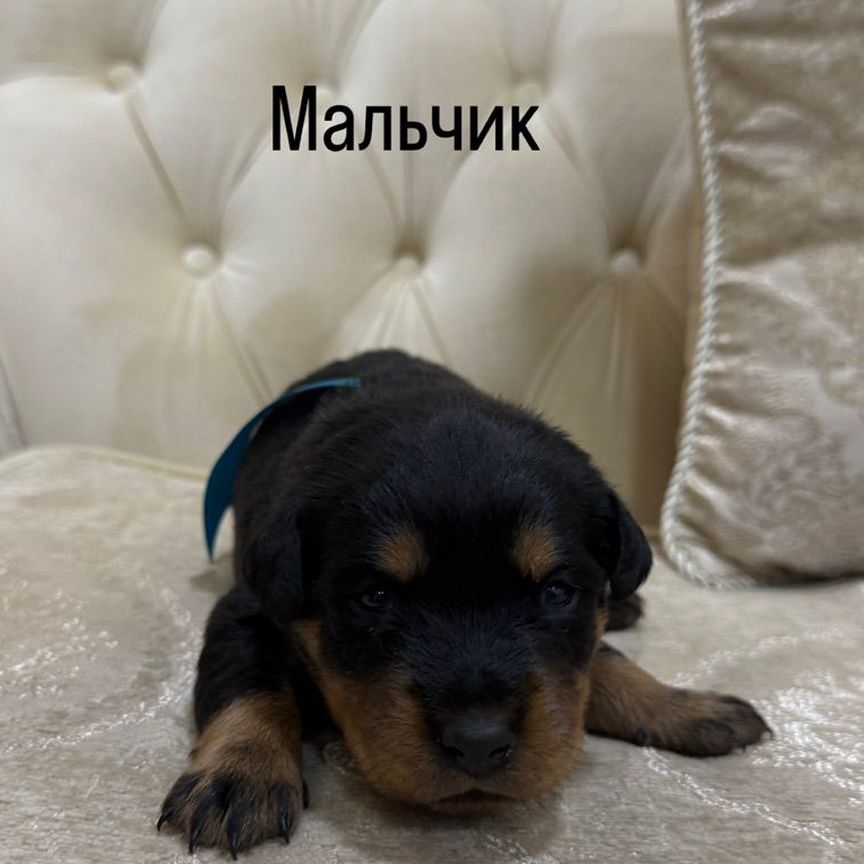 Щенки ротвейлера
