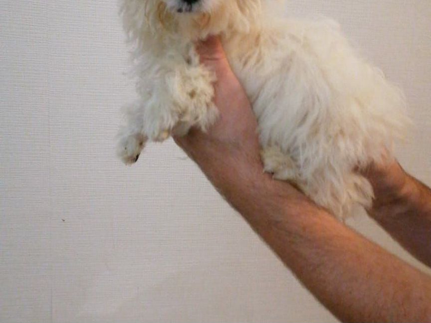 Мини девочка мальтипу