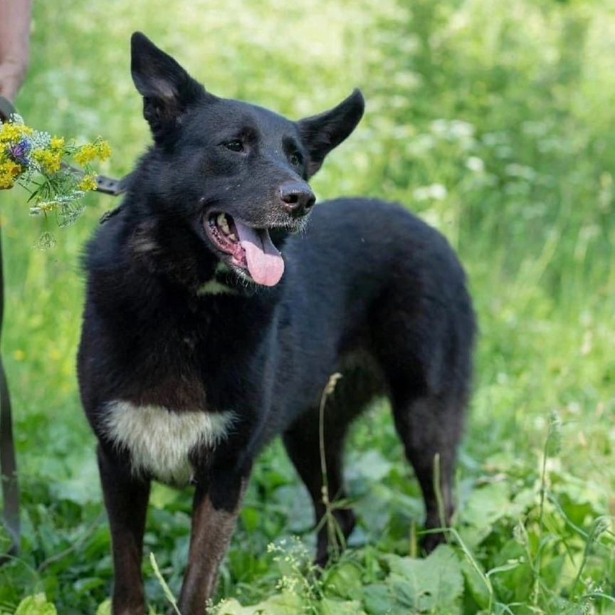 Замечательная собака в добрые руки