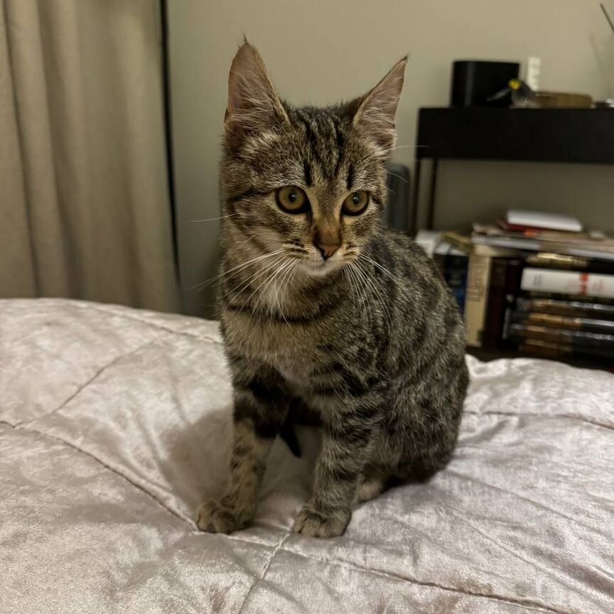 Котенок 4 месяца ищет дом