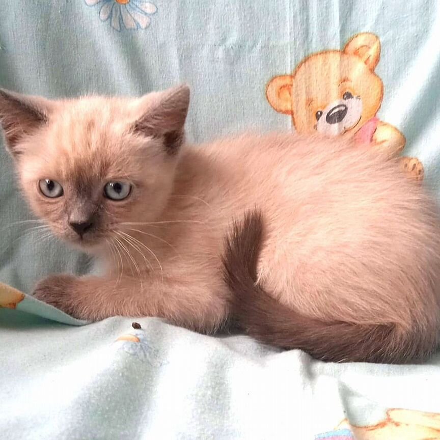 Тайские котики