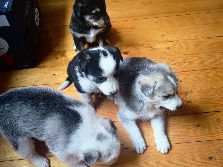 Щенки хаски и акиты