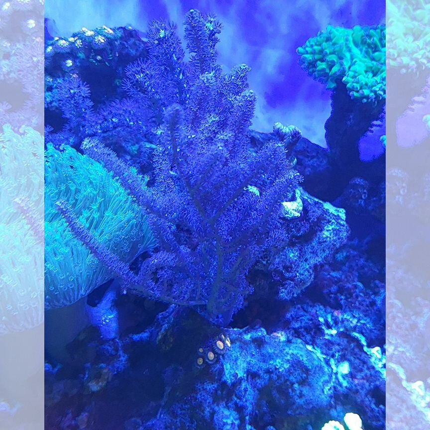 Морские кораллы