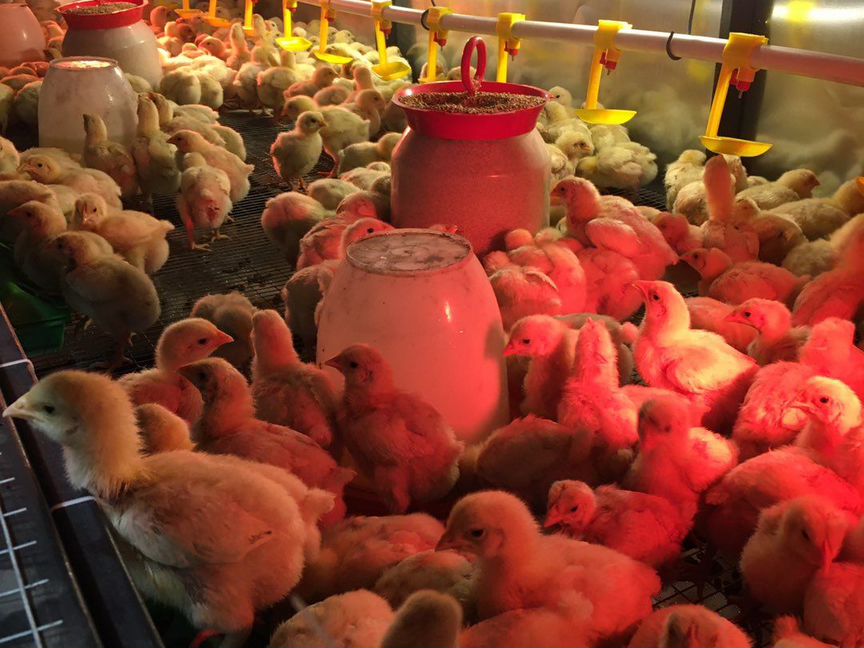 Цыплята бройлера трехнедельные