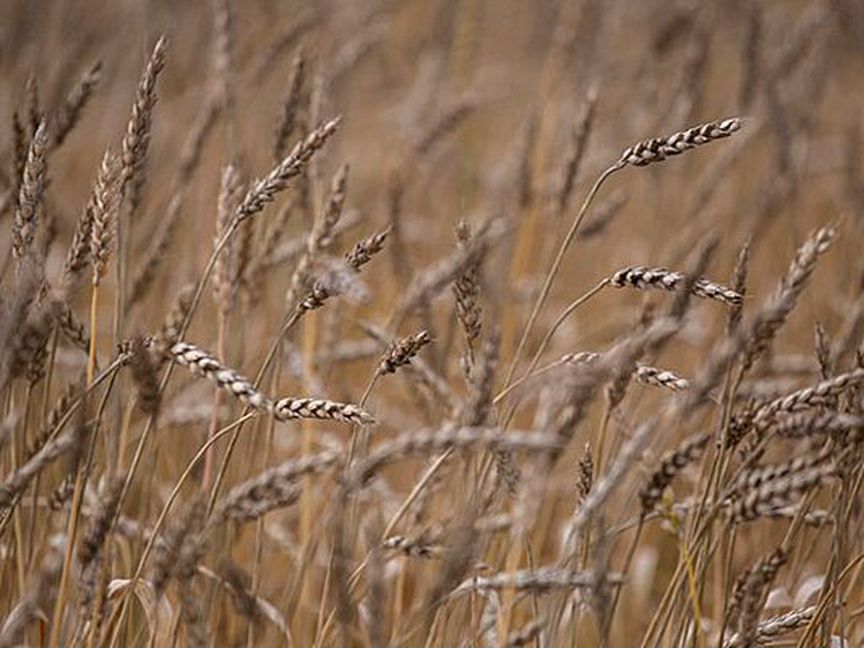 Фураж,солома