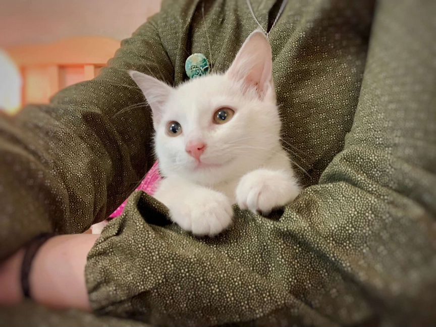 Белый котенок