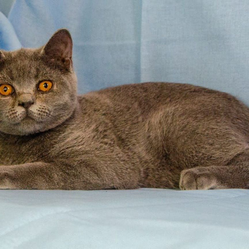 Отдам котёнка в добрые руки