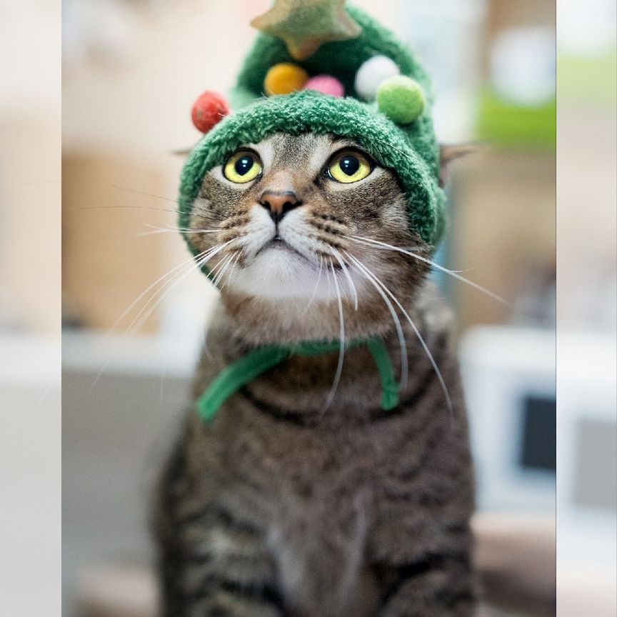 Взрослый кот в добрые руки