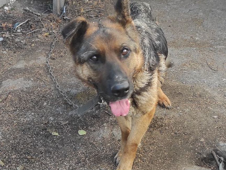 Собака овчарка