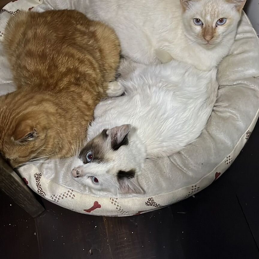 Ласковые котики