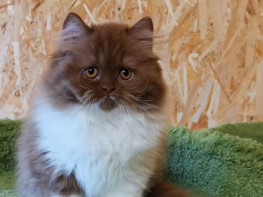 Британский котенок цинамоновый