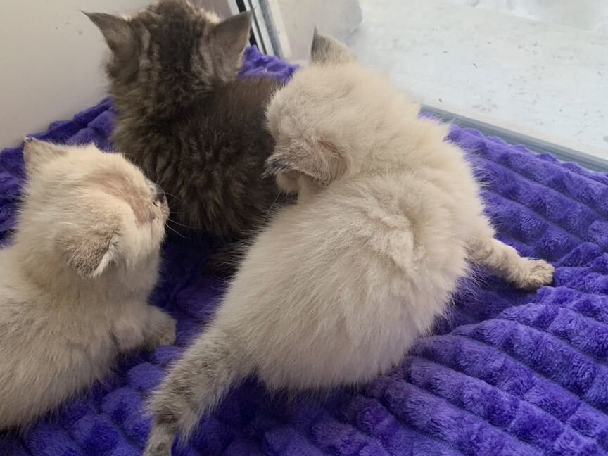 Котята Экзоты