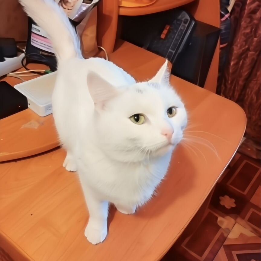 Взрослая, Девочка кошка в добрые руки