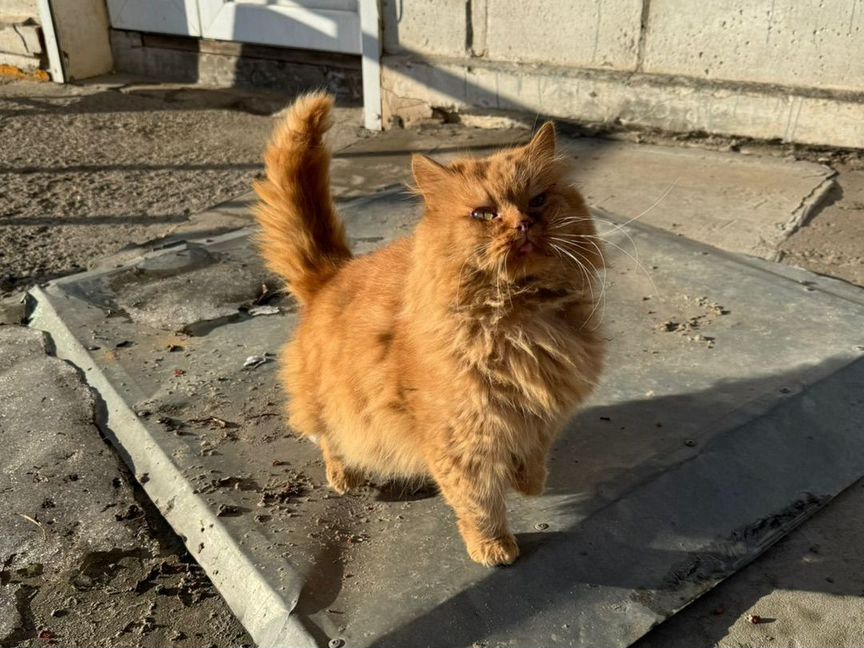 Красивый рыжий кот в добрые руки
